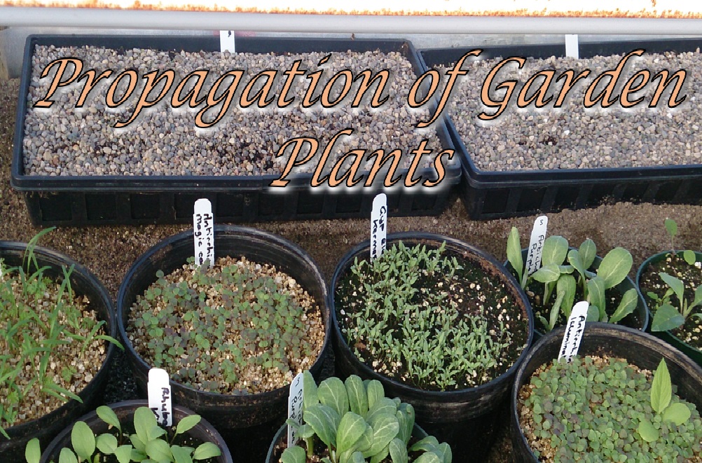 March 27: Garry Edwards “Propagating Garden Plants” | peterborough ...