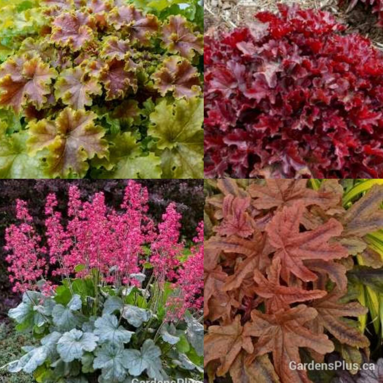 April 24: Dawn Golloher “New 2019 Easy Care Perennials” | peterborough ...